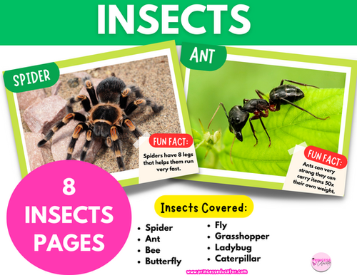 Insect Learning Cards | Princess Educator