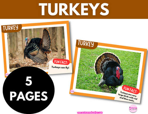 Turkey Learning Cards | Princess Educator