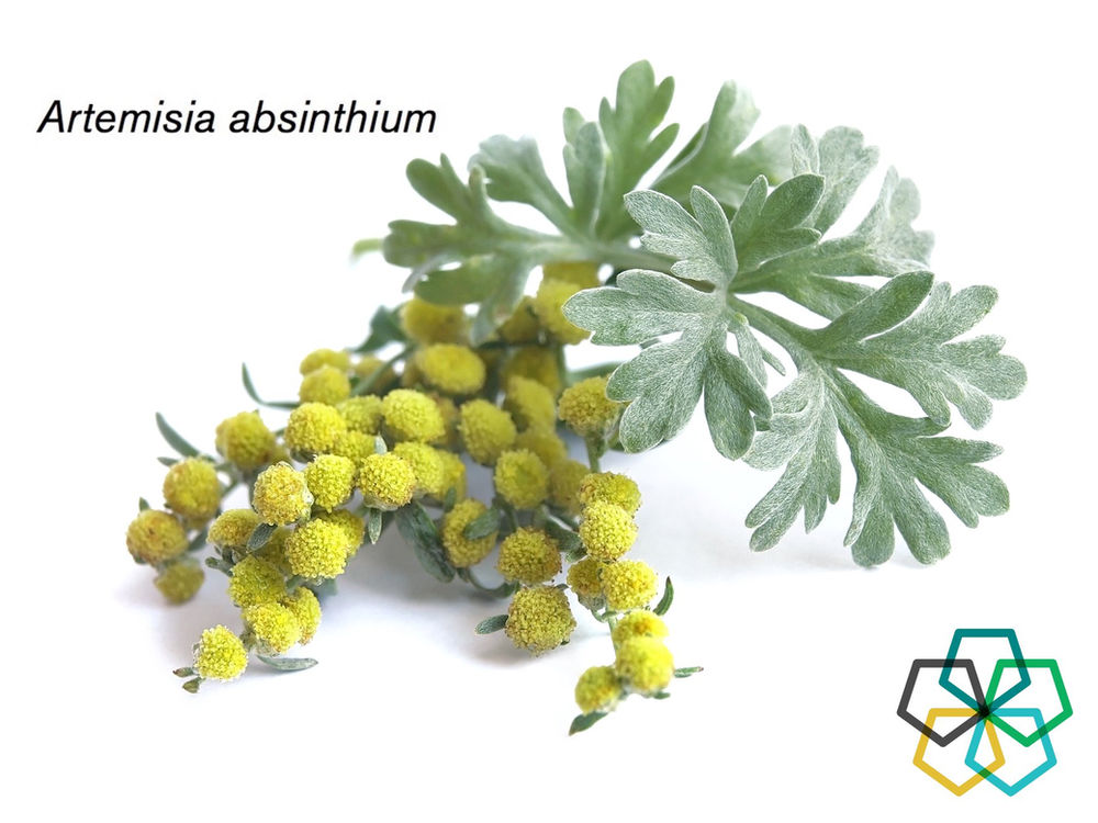 Two Species of Artemisia