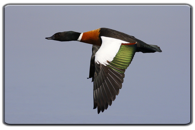 Australian Shelduck