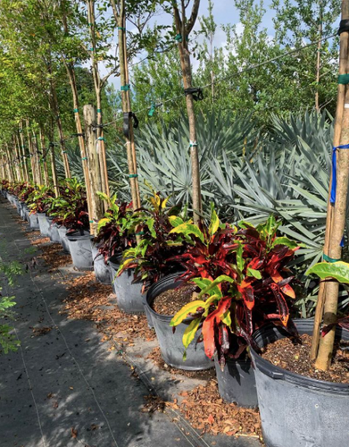Codiaeum variegatum 'Stoplight', Croton | Sunshine Property