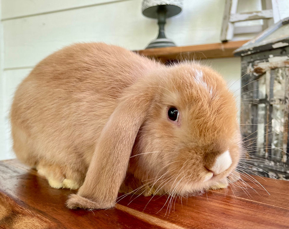 French Lop & French Plushies | The Lamb and Hound