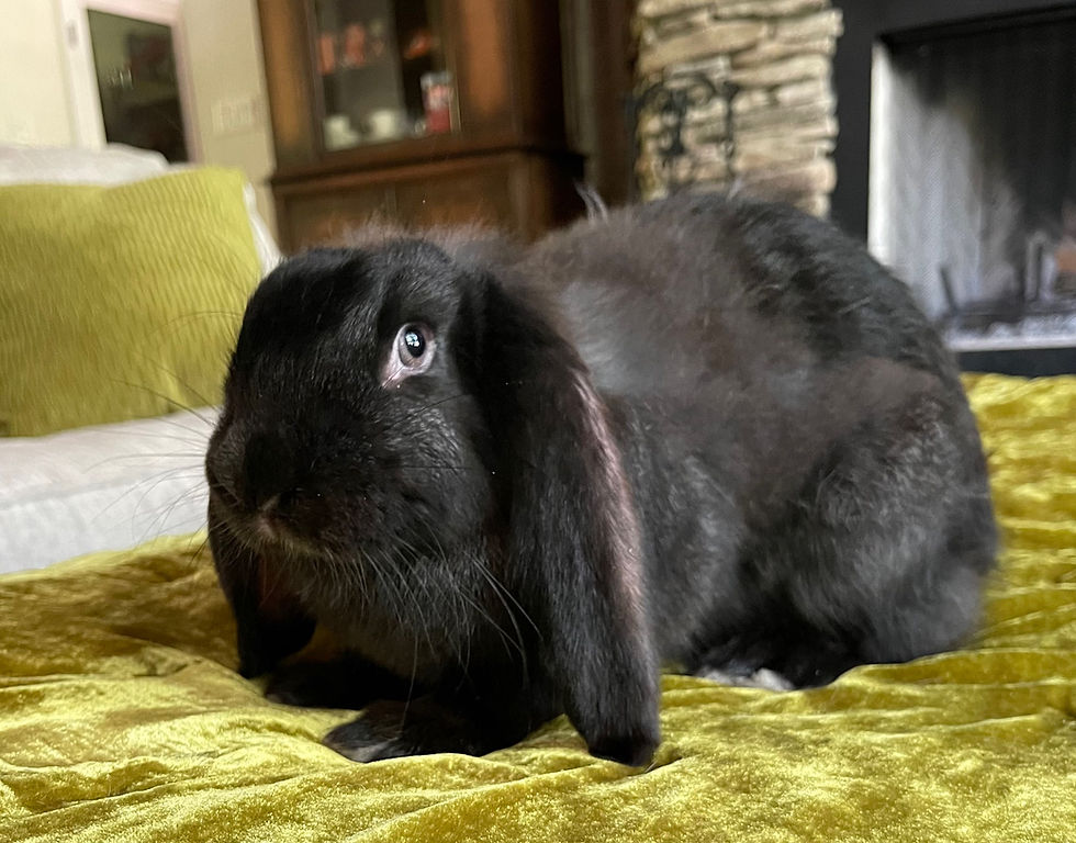 French Lop & French Plushies | The Lamb and Hound