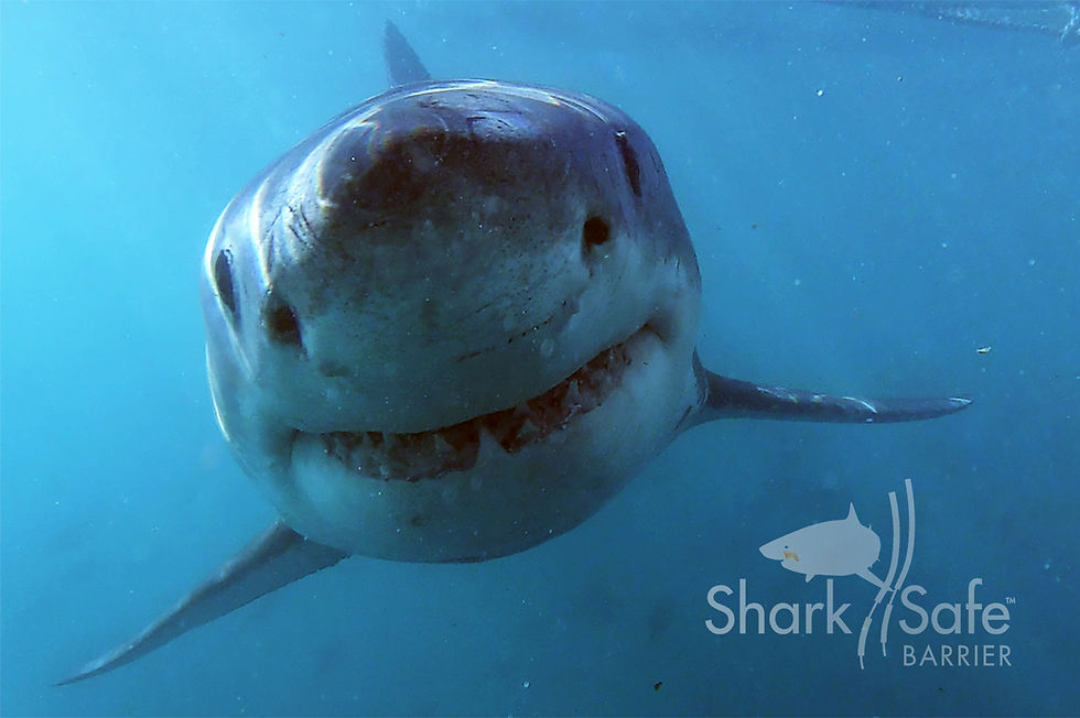 South African Designed SharkSafe Barriers Redefine Ocean Safety Worldwide.