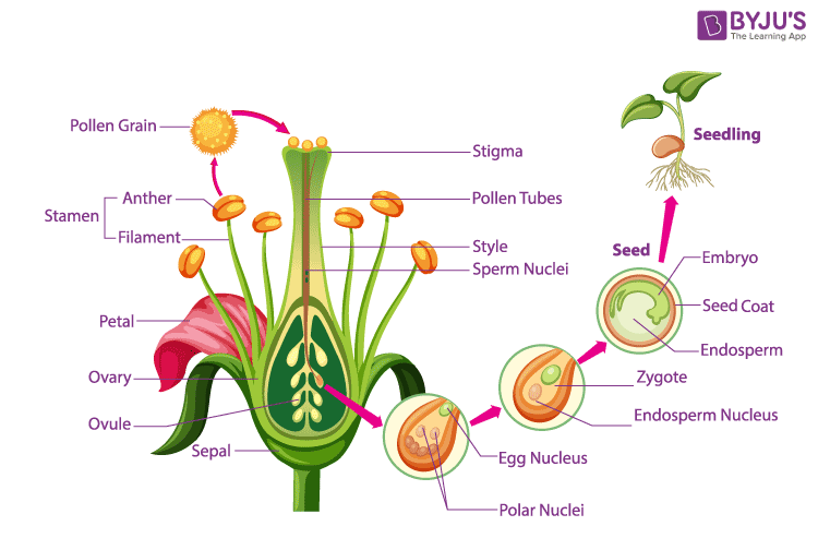 Parts of Flowers, Pollination and Fertilization.