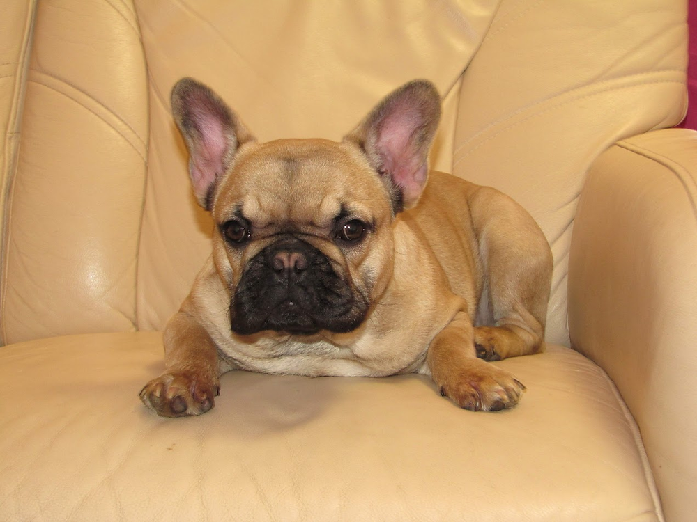 The Story of Paws & Nose by Nathalie: Our Commitment to Animal Well-Being