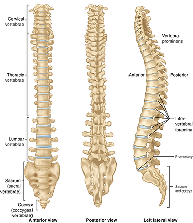 Anatomy Of the Spine | SCIP