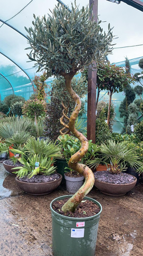 Single twist Olive Tree | Savin Nurseries
