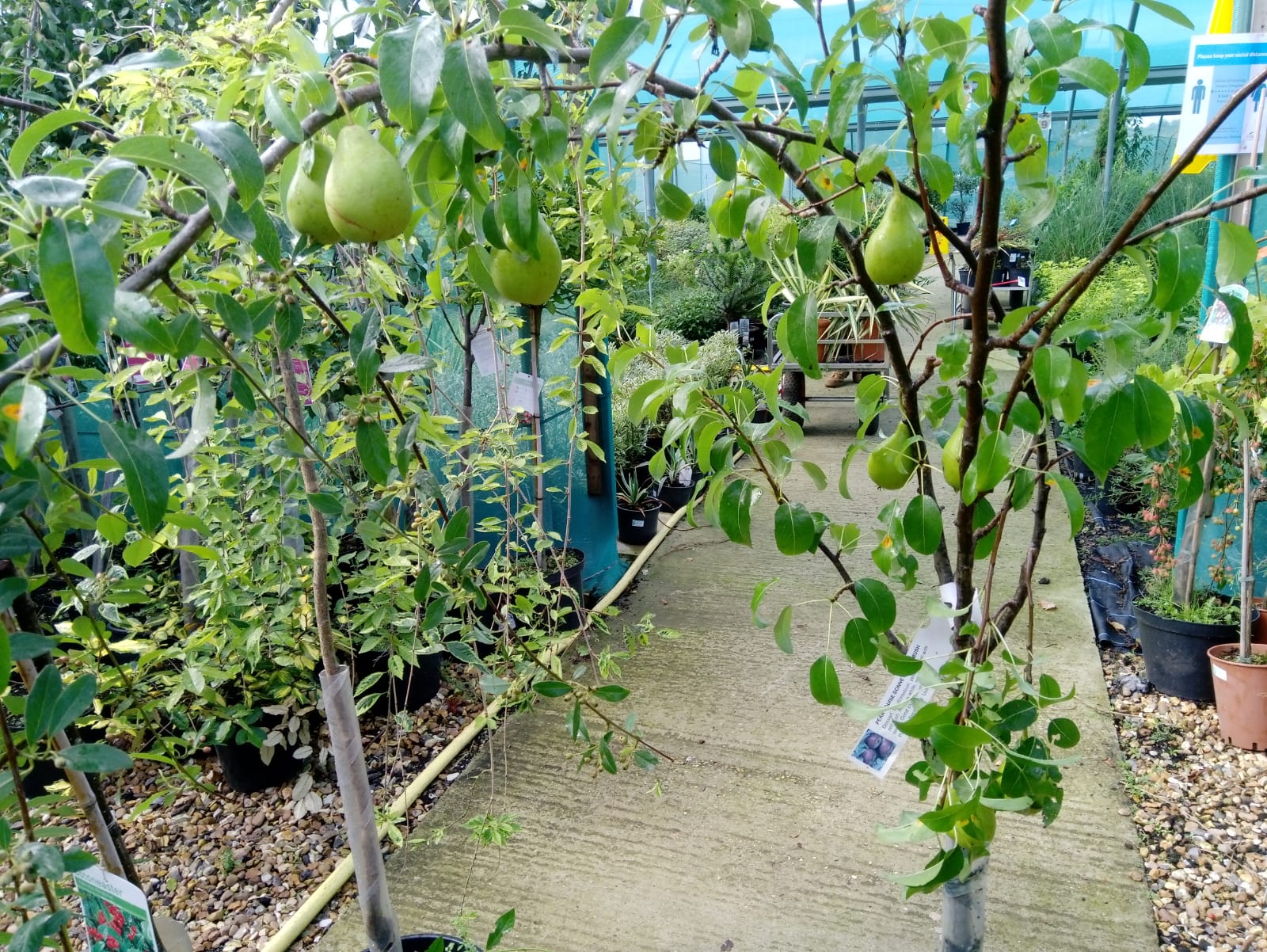 Savin Nurseries | Lower Stondon | Plant Nursery