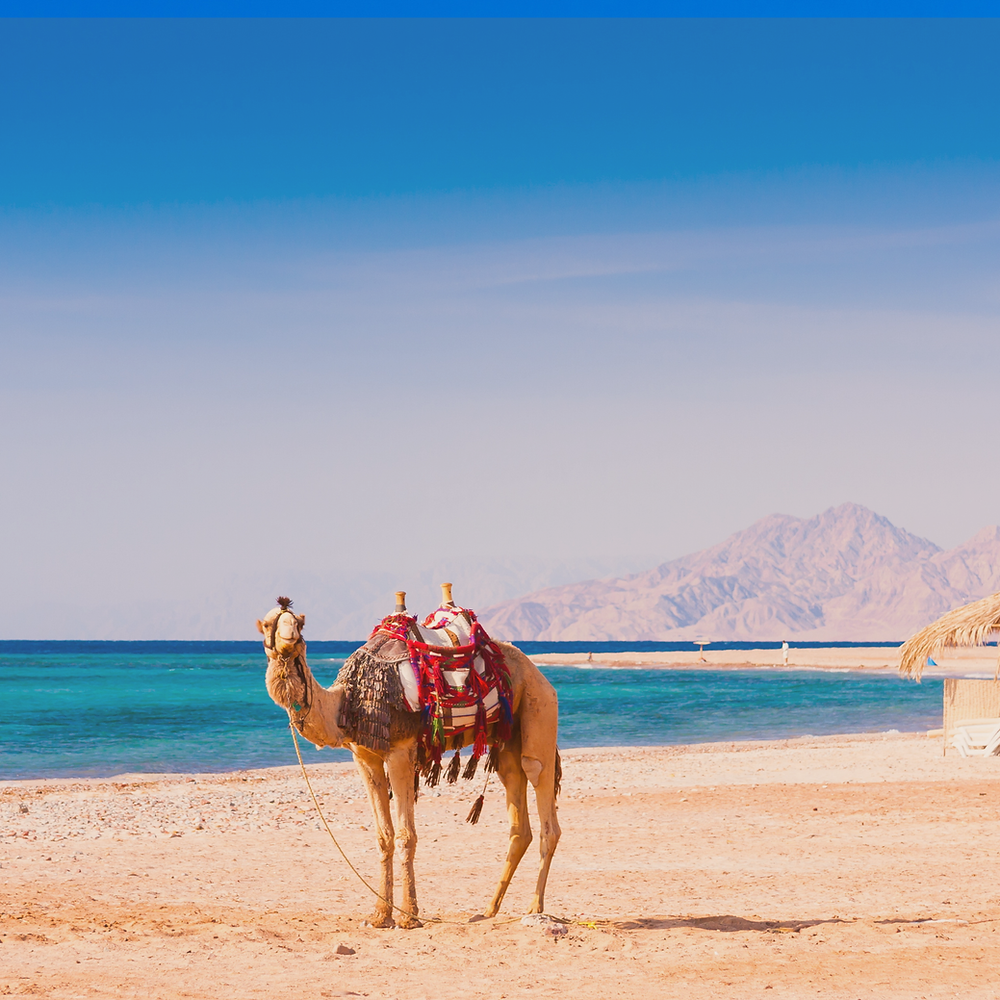 Destination Spotlight: Egypt 2026