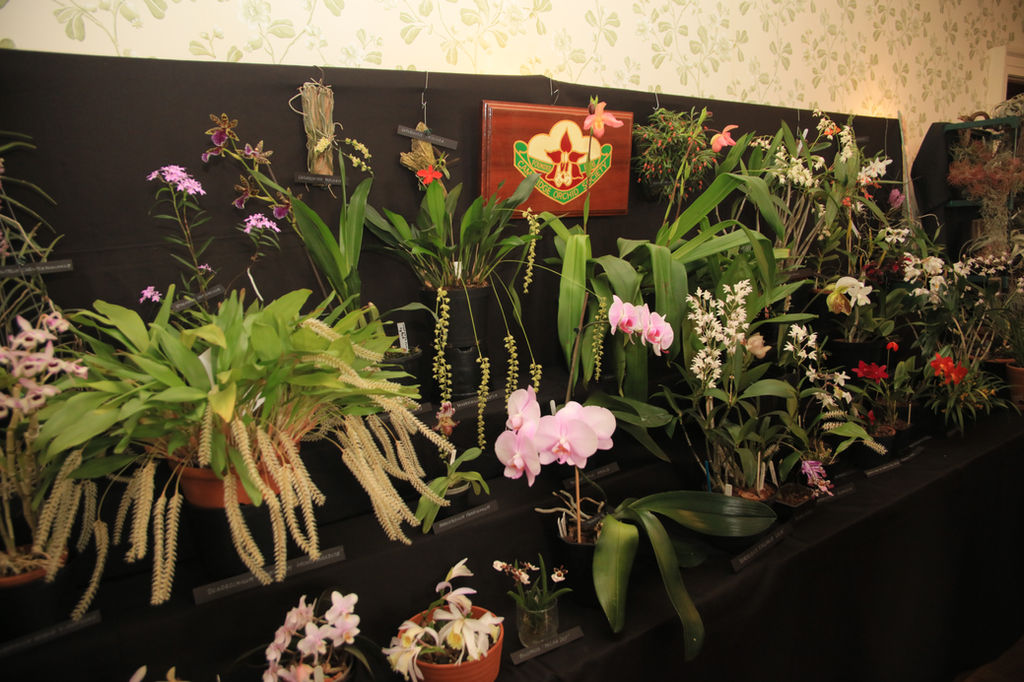Orchid Society of Great Britain | Growing advice | Meet and learn | England