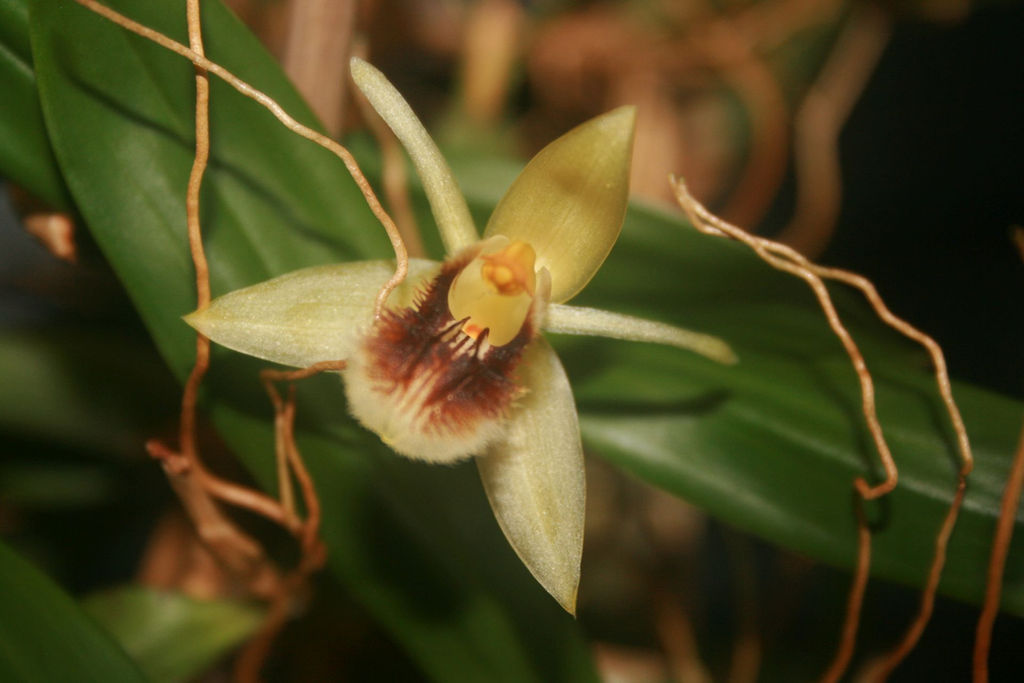 Orchid Society of Great Britain | Growing advice | Meet and learn | England