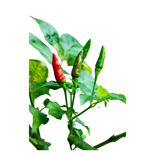 Buy Round Chilli Seeds Online | Karat Farms Bangalore