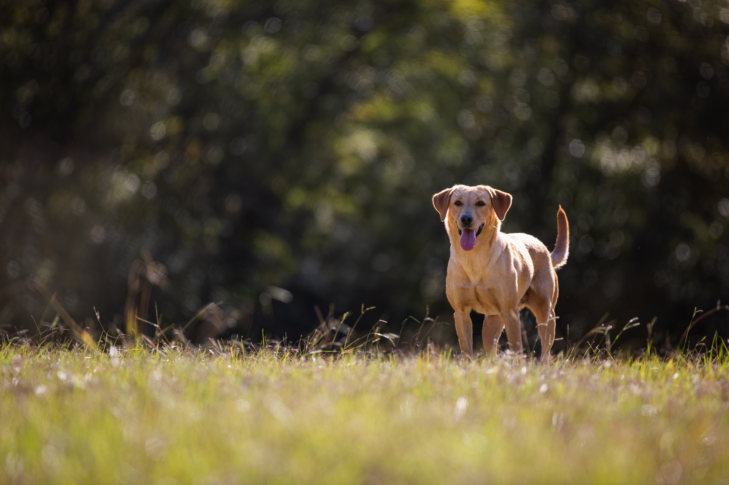 Started Dogs | Sporting Life Kennels
