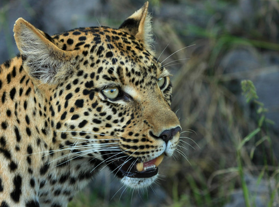 Portfolio | Dan Peel Safaris