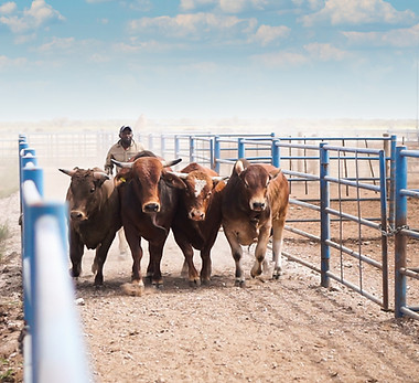 OUR PROCESS | Beefcor Exports