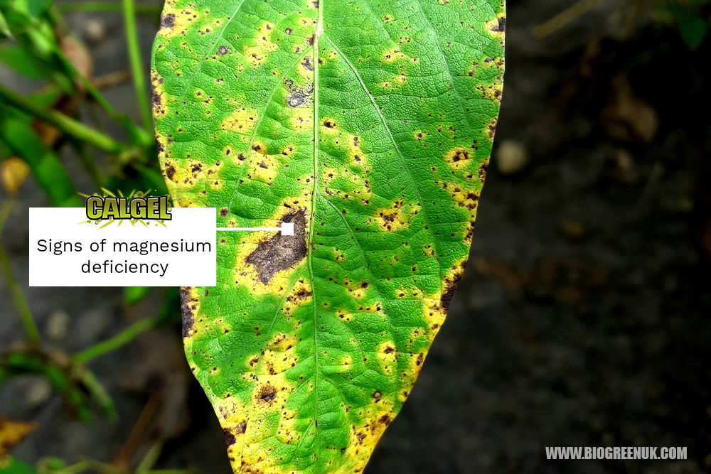 Calcium and Magnesium Deficiencies and Excesses in Plants - How to ...