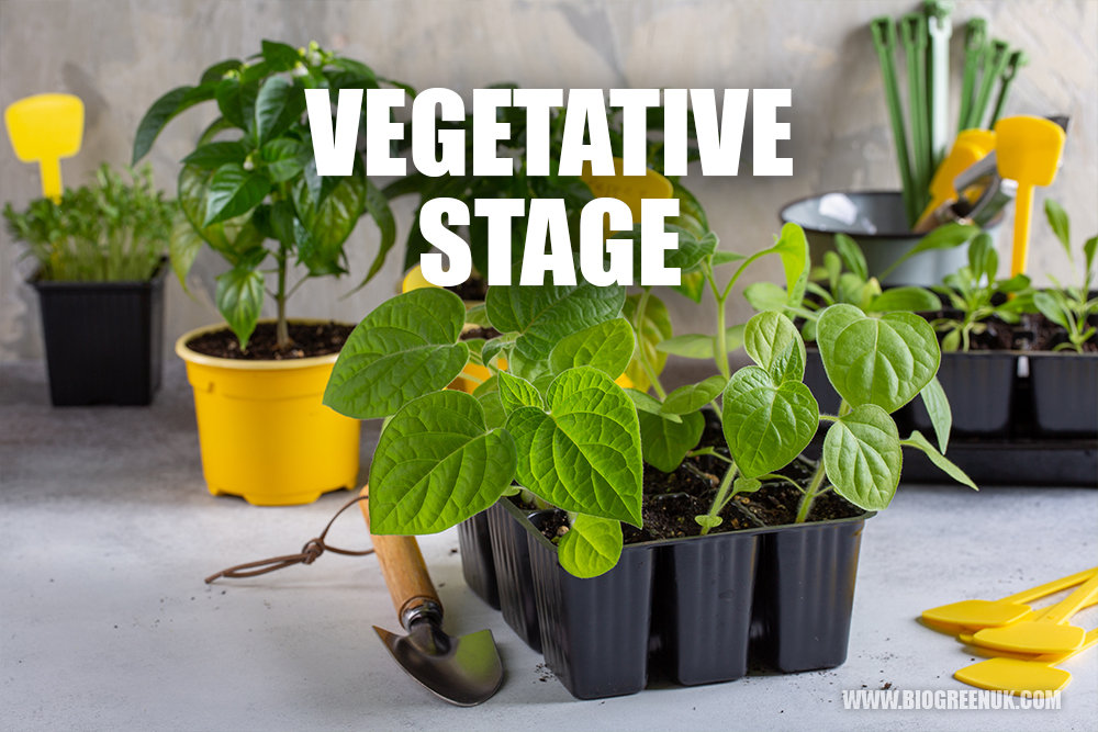 What is vegetative stage? Definition, process and plant needs