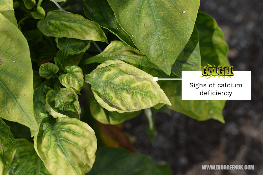 Calcium and Magnesium Deficiencies and Excesses in Plants - How to ...