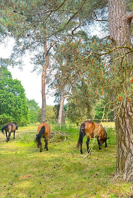 TROSTON & THE LOCAL AREA | Willow Barn Suffolk