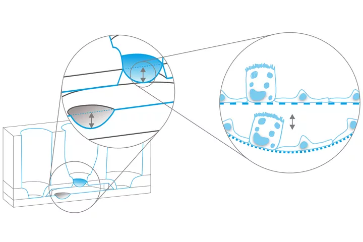VITROCELL Cloud Alpha Lung on Chip | YTK Corp