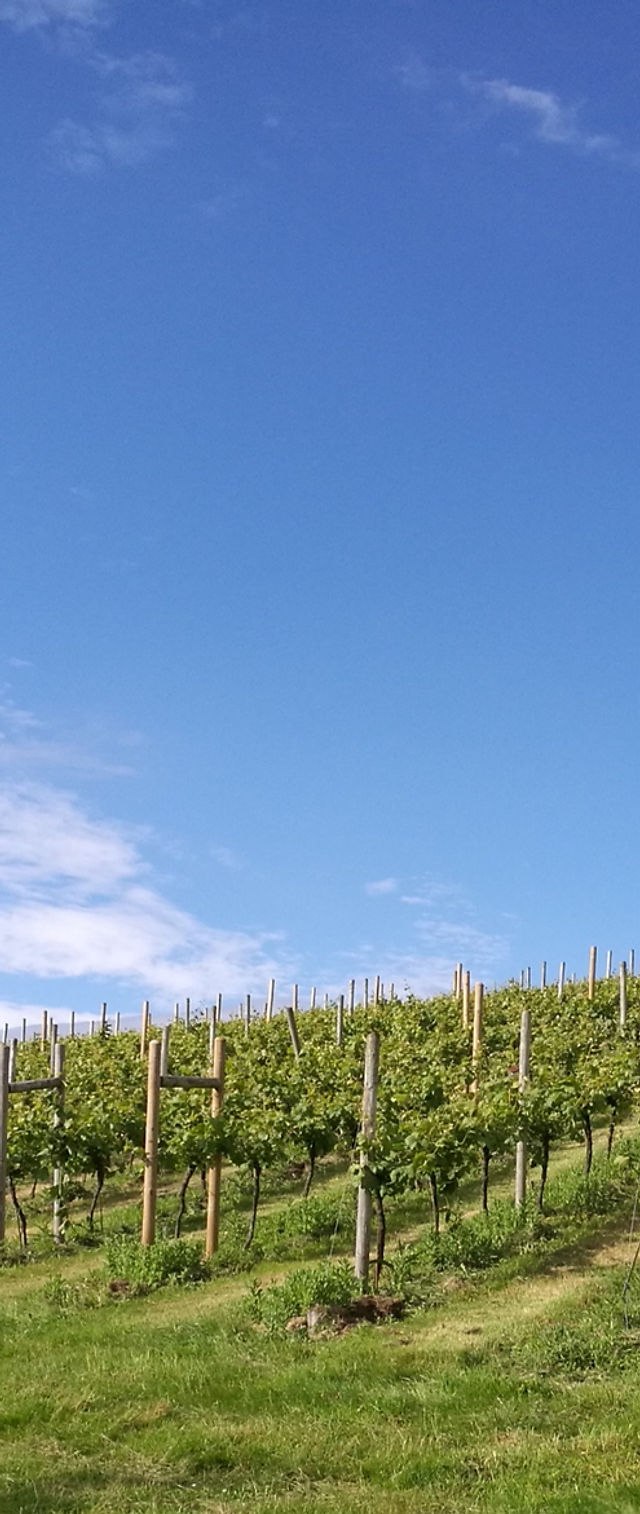 vineyard kingsbridge