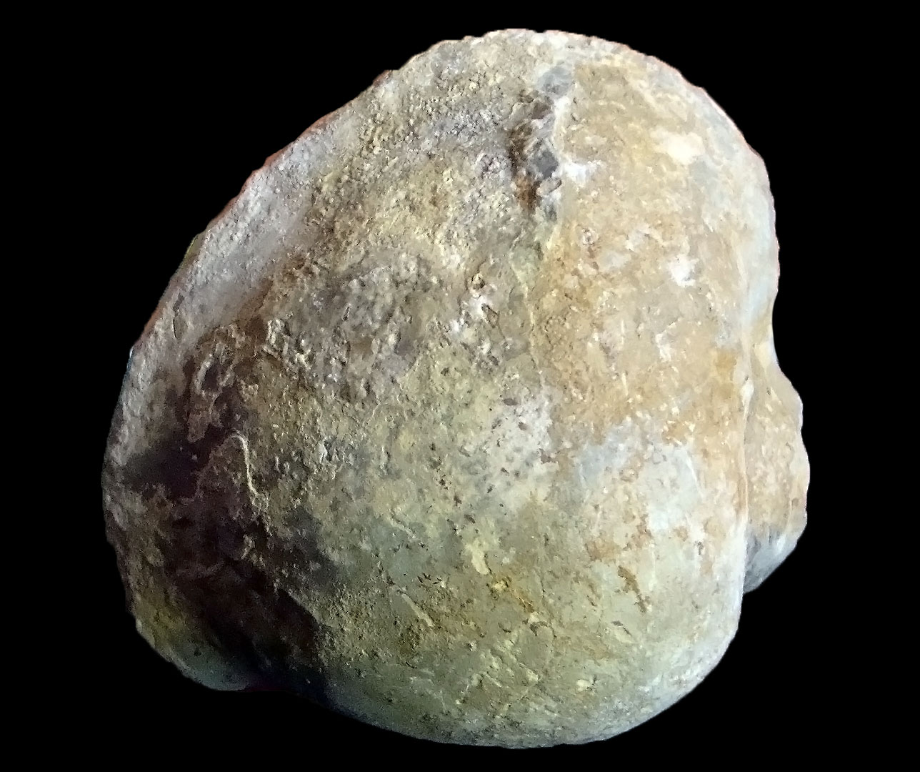 Gallerie photo Fossiles