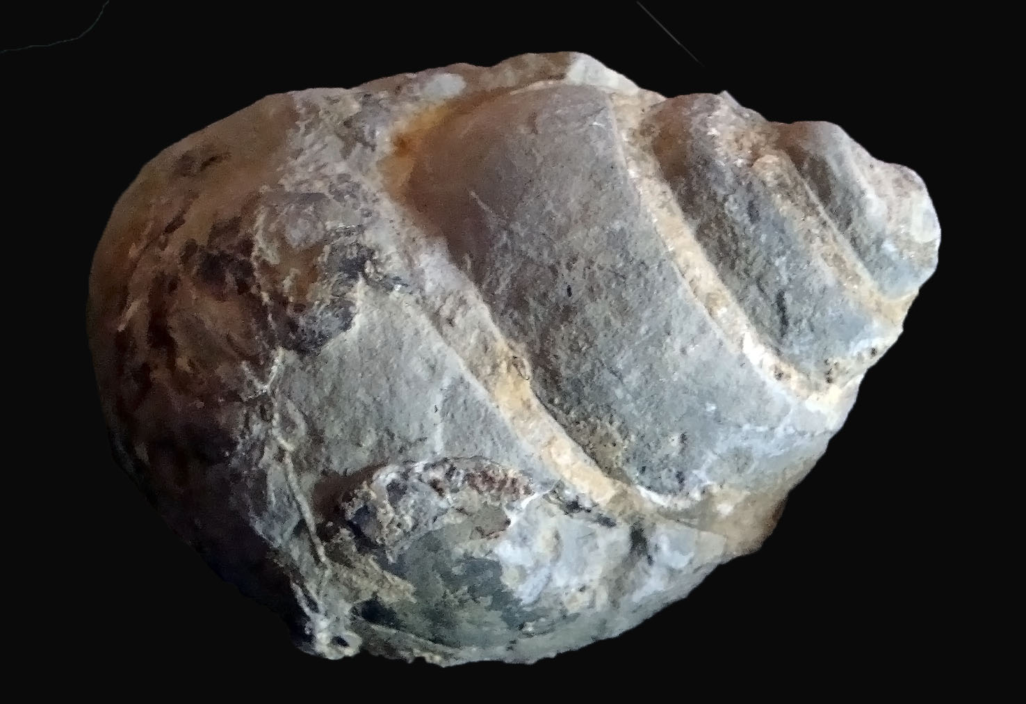 Gallerie photo Fossiles