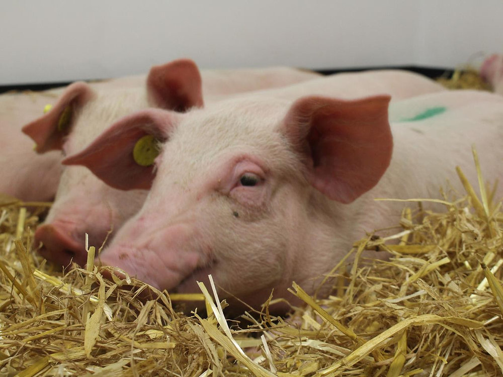 Needle-free solid dose vaccine protects pigs against virus