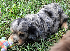 KB Goldstar Cavapoos, Puppies for Sale in Kentucky