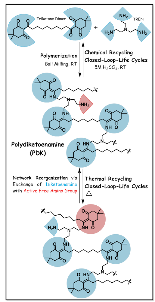 Research Highlight 5 – Circular Polydiketoenamines: The Journey so far.
