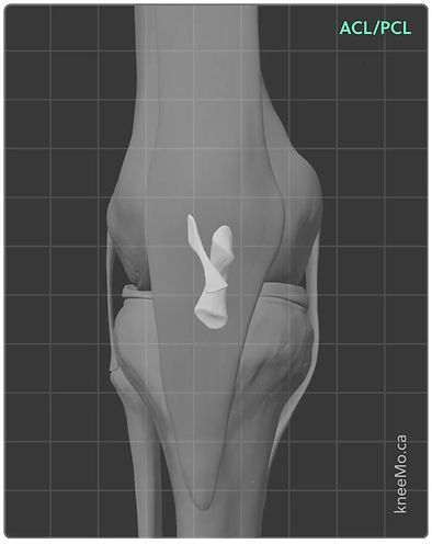 Structure & function - Module 2 | kneeMo