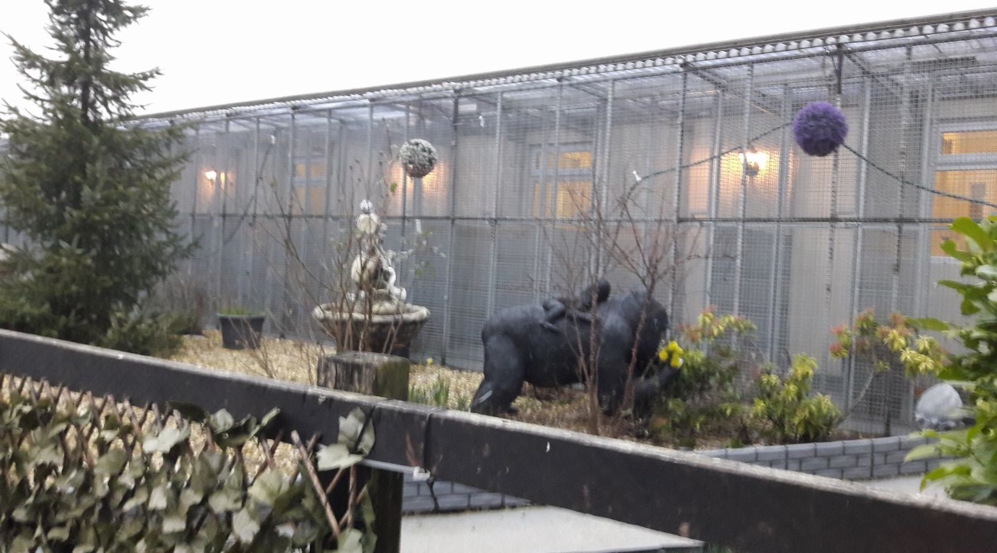 Gallery | Moss Hall Farm Cattery | Bolton