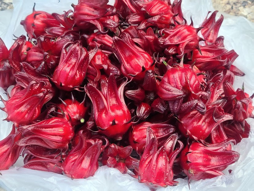 Plant of the Month- Sorrel