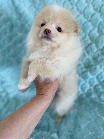 Available Puppies | Pomarazzi Pomeranian | Pomeranian puppies for sale