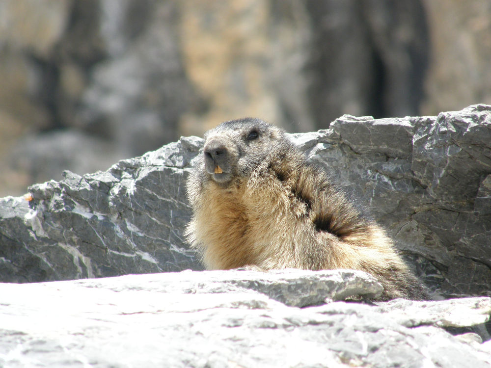 La marmotte ne fait pas que dormir, elle fait aussi la sieste