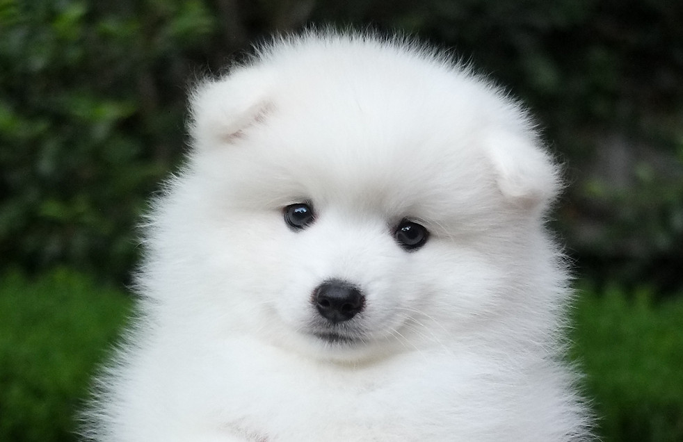 Japanese Spitz puppies | Maemuki Japanese Spitz | Canberra