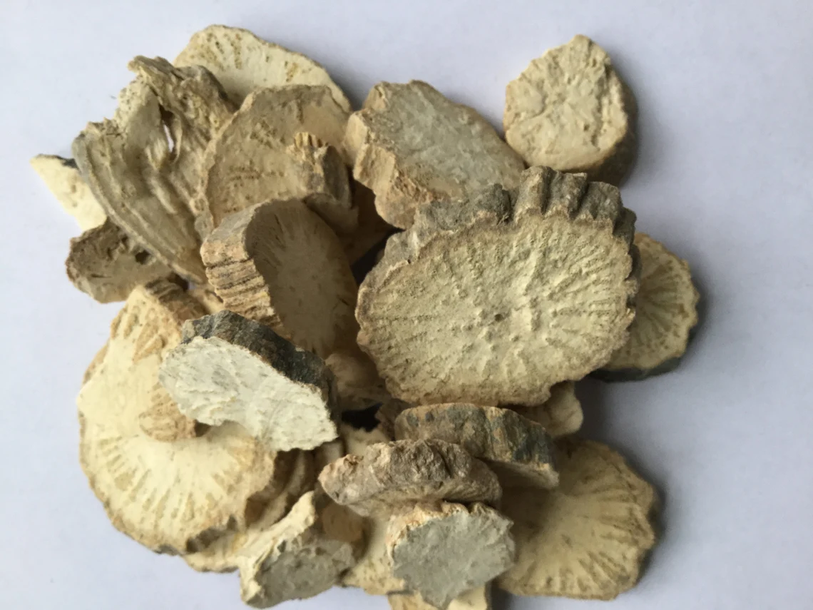 STEPHANIA ROOT Tincture | Myherbsforyou