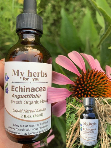 ECHINACEA ANGUSTIFOLIA Tincture, Organic | Myherbsforyou