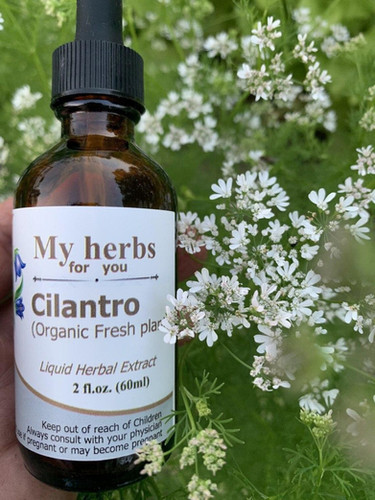 CILANTRO Tincture, Organic | Myherbsforyou
