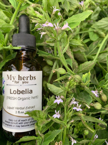 LOBELIA Tincture, Organic | Myherbsforyou