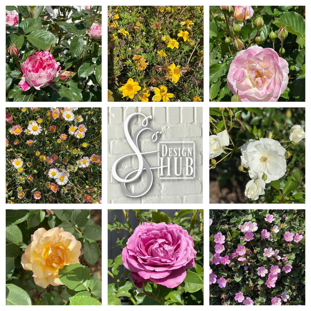 Awesome Blossoms at the farm