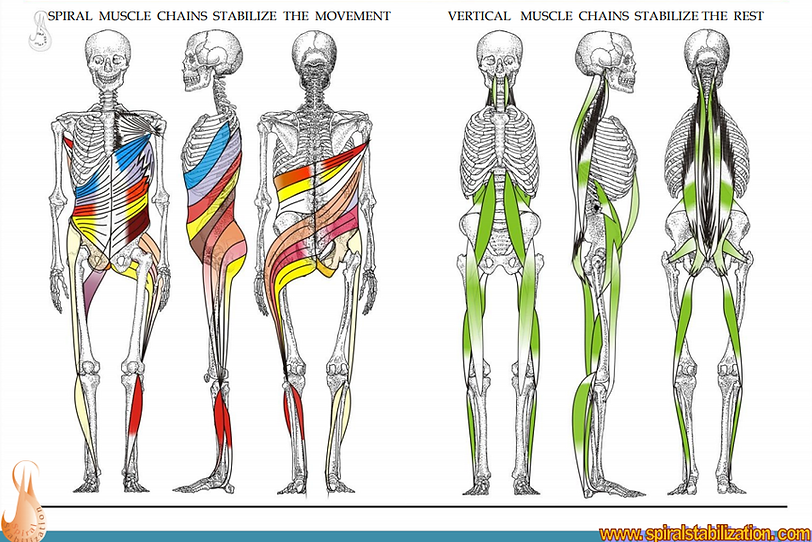 Exercises For Back Pain | Spiral Stabilization | Yoga For Back| Spiral ...