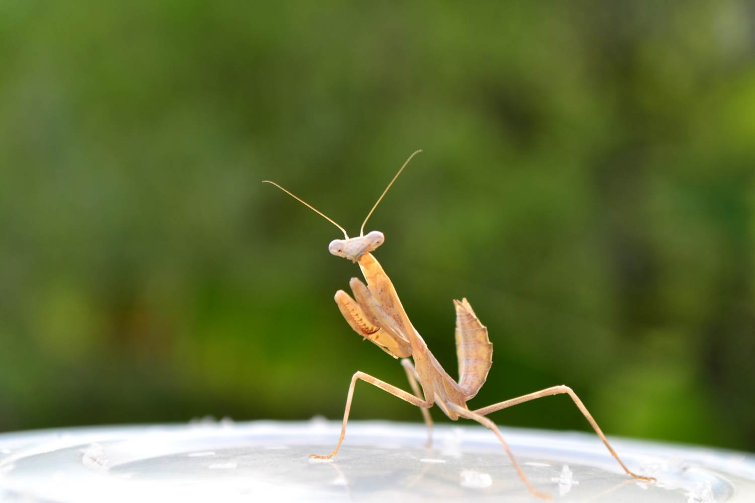 Criadero-venta de Mantis religiosas y otros insectos