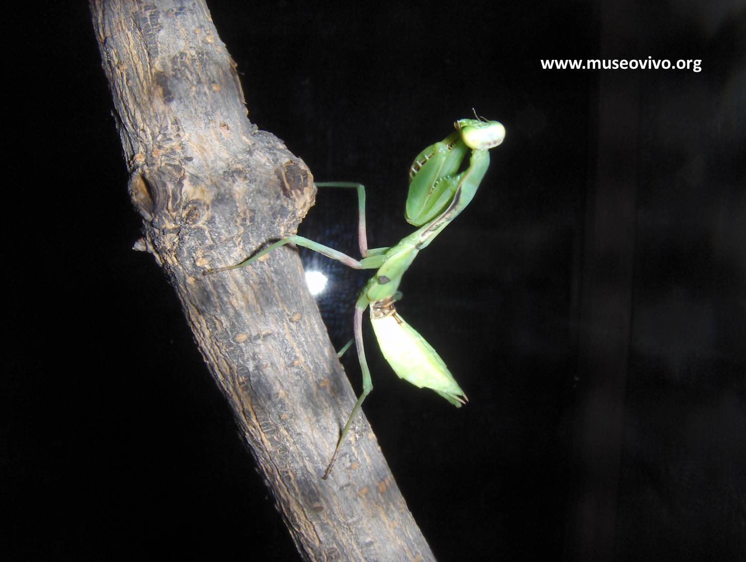Criadero-venta de Mantis religiosas y otros insectos