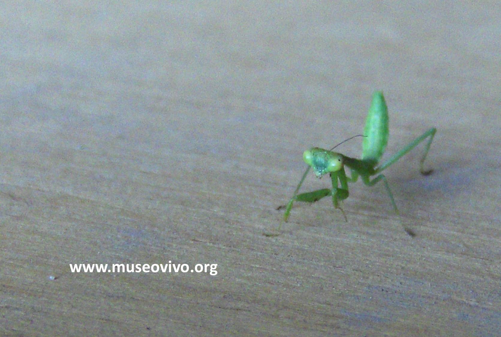 Criadero-venta de Mantis religiosas y otros insectos