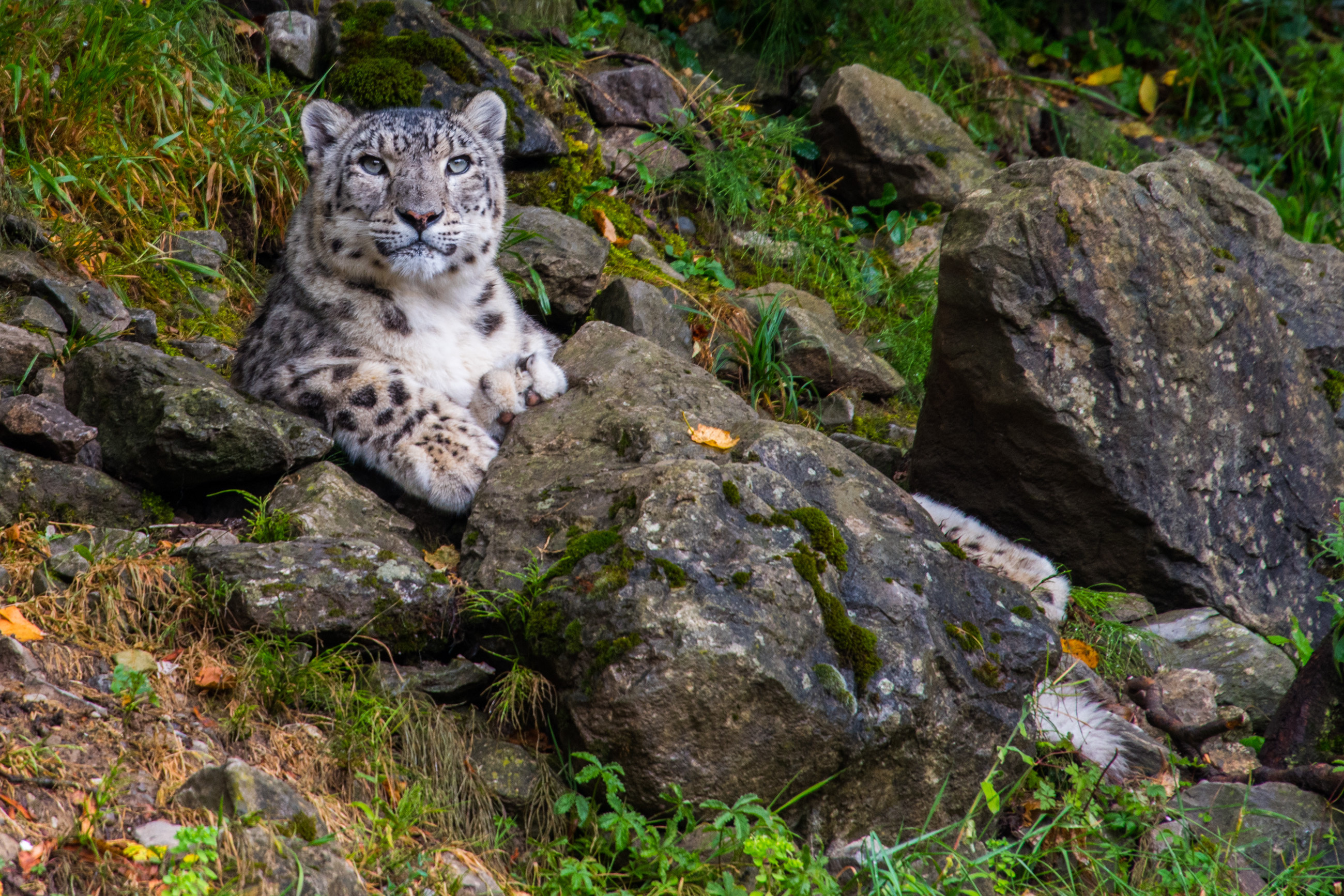 Big Cats of India | Snow Leopard Lair