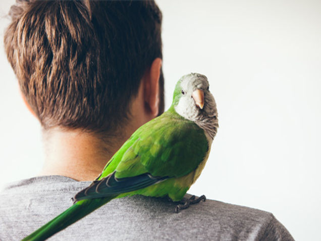 How Does a Bird Training Service Work?