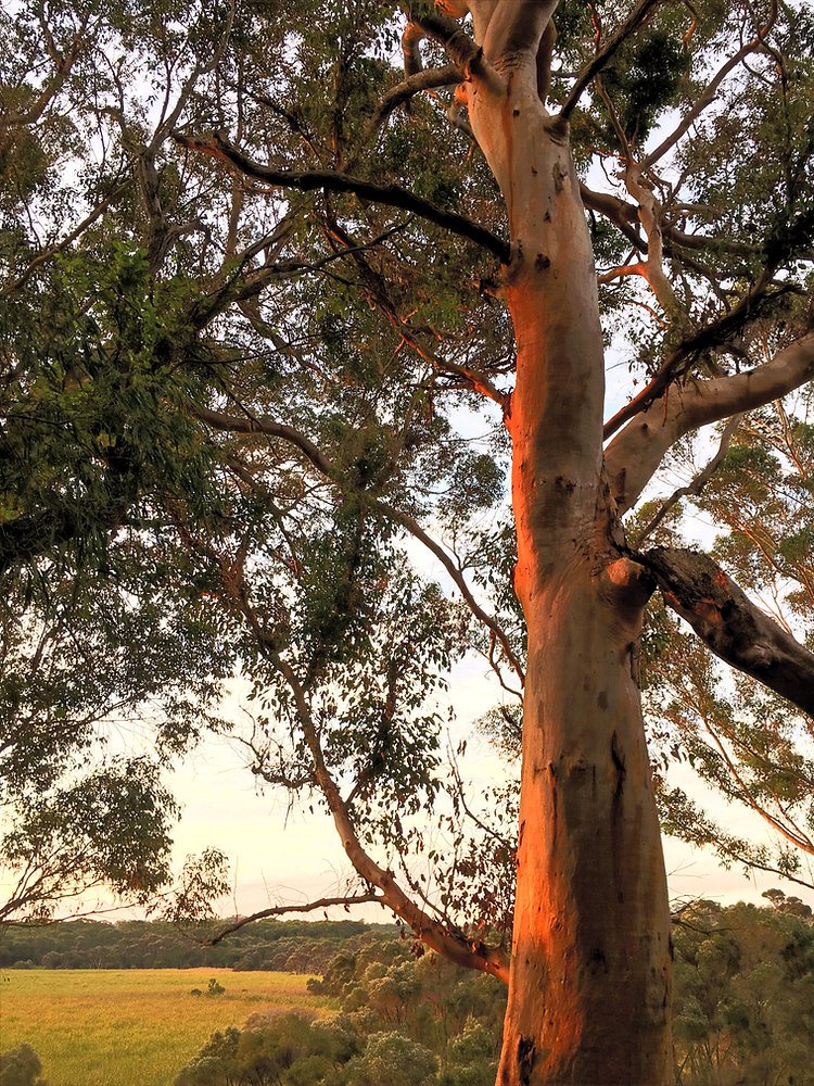 A Tall Tree Teaches Us About Life | Marlane Ainsworth