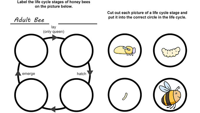 Bee Life Cycle